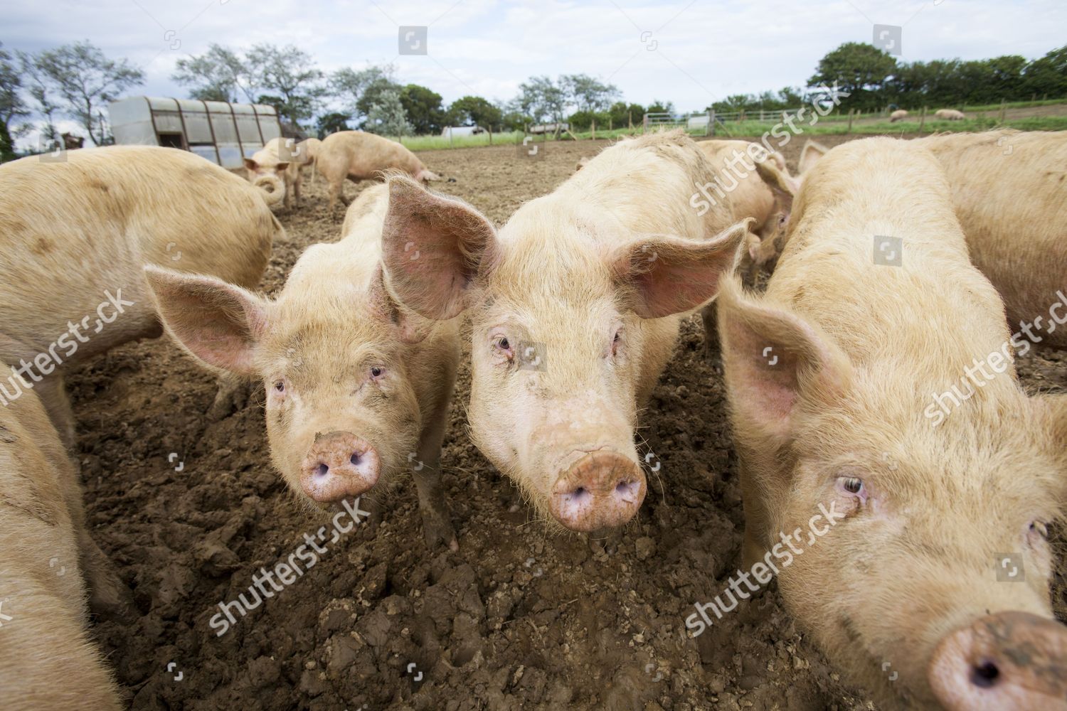 Organic Middle White Pigs Washingpool Farm Editorial Stock Photo ...