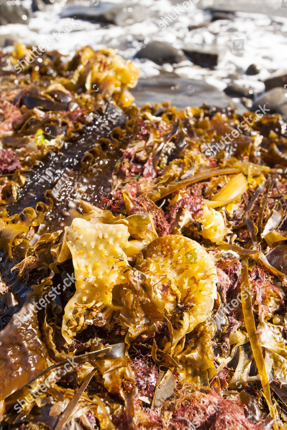 Sea Weed Washed On Beach After Editorial Stock Photo - Stock Image ...
