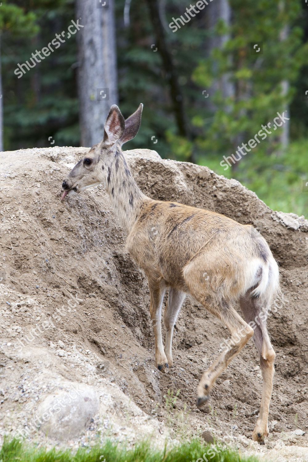 Female Mule Deer Odocoileus Hemionus Jasper Editorial Stock Photo ...