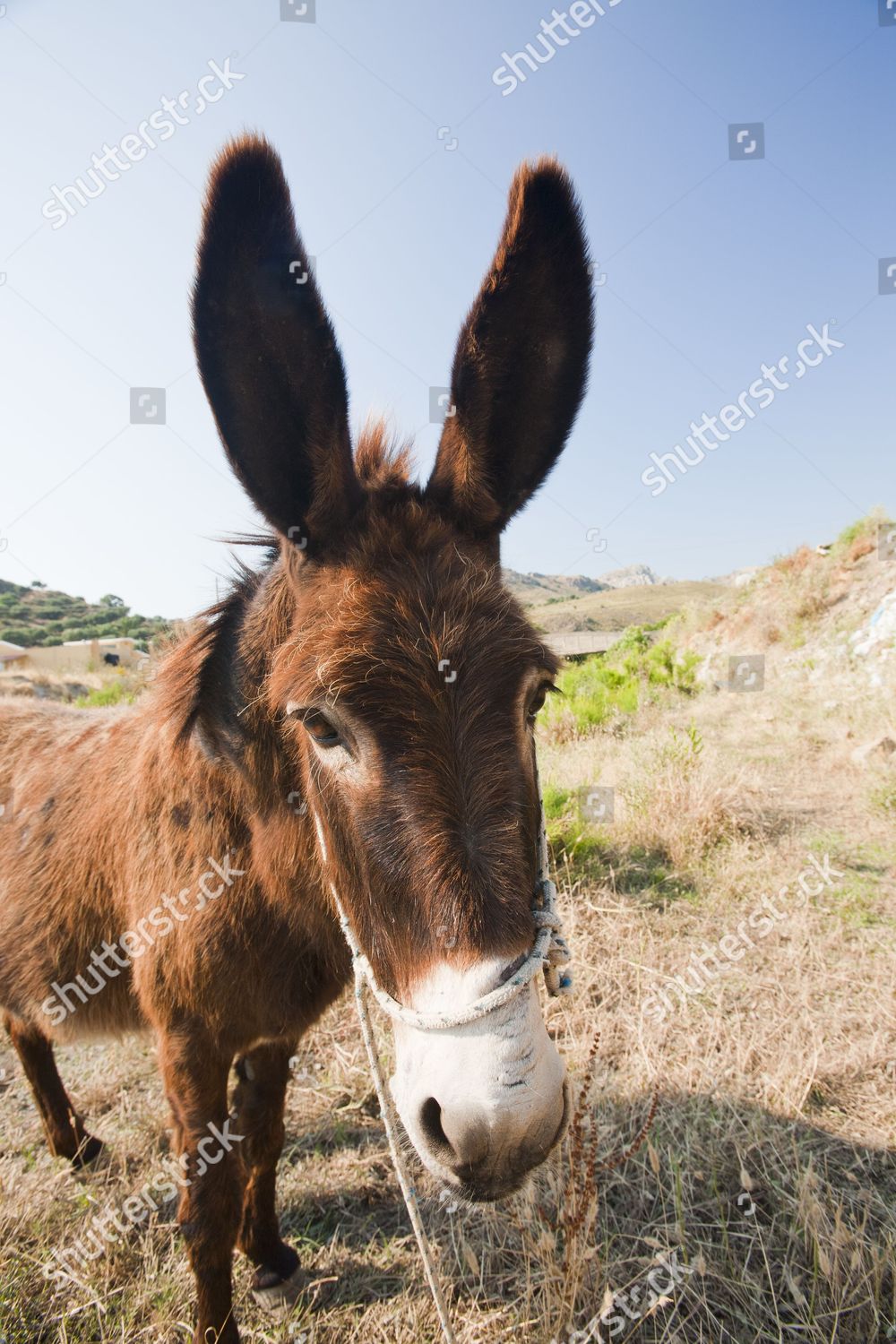 Farmers Donkey Tethered Dry Riverbed Skala Editorial Stock Photo ...