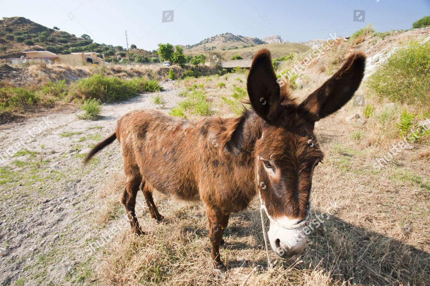 Farmers Donkey Tethered Dry Riverbed Skala Editorial Stock Photo ...
