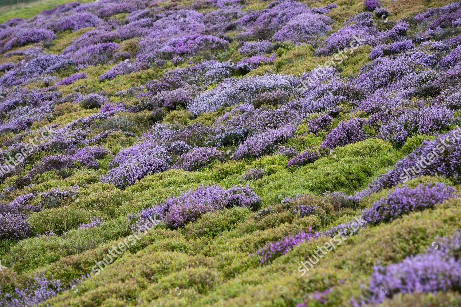 Heather Bilberry On Pennycloddiau Hill Fort Editorial Stock Photo ...