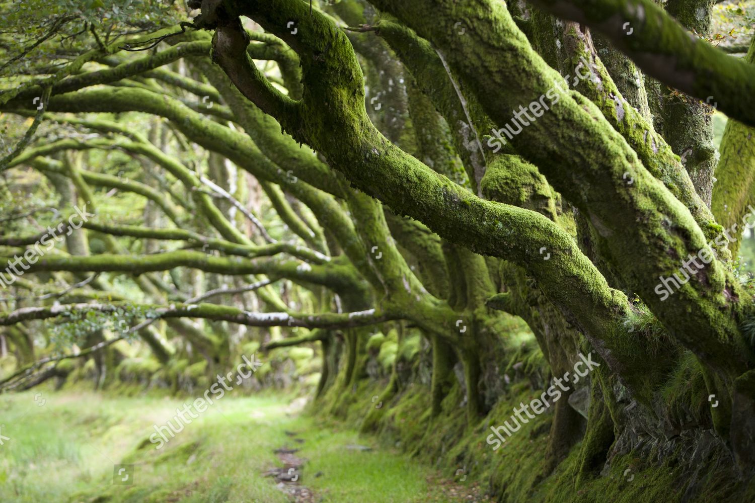 Ancient Beech Hedgeline On Exmoor Devon Editorial Stock Photo - Stock ...