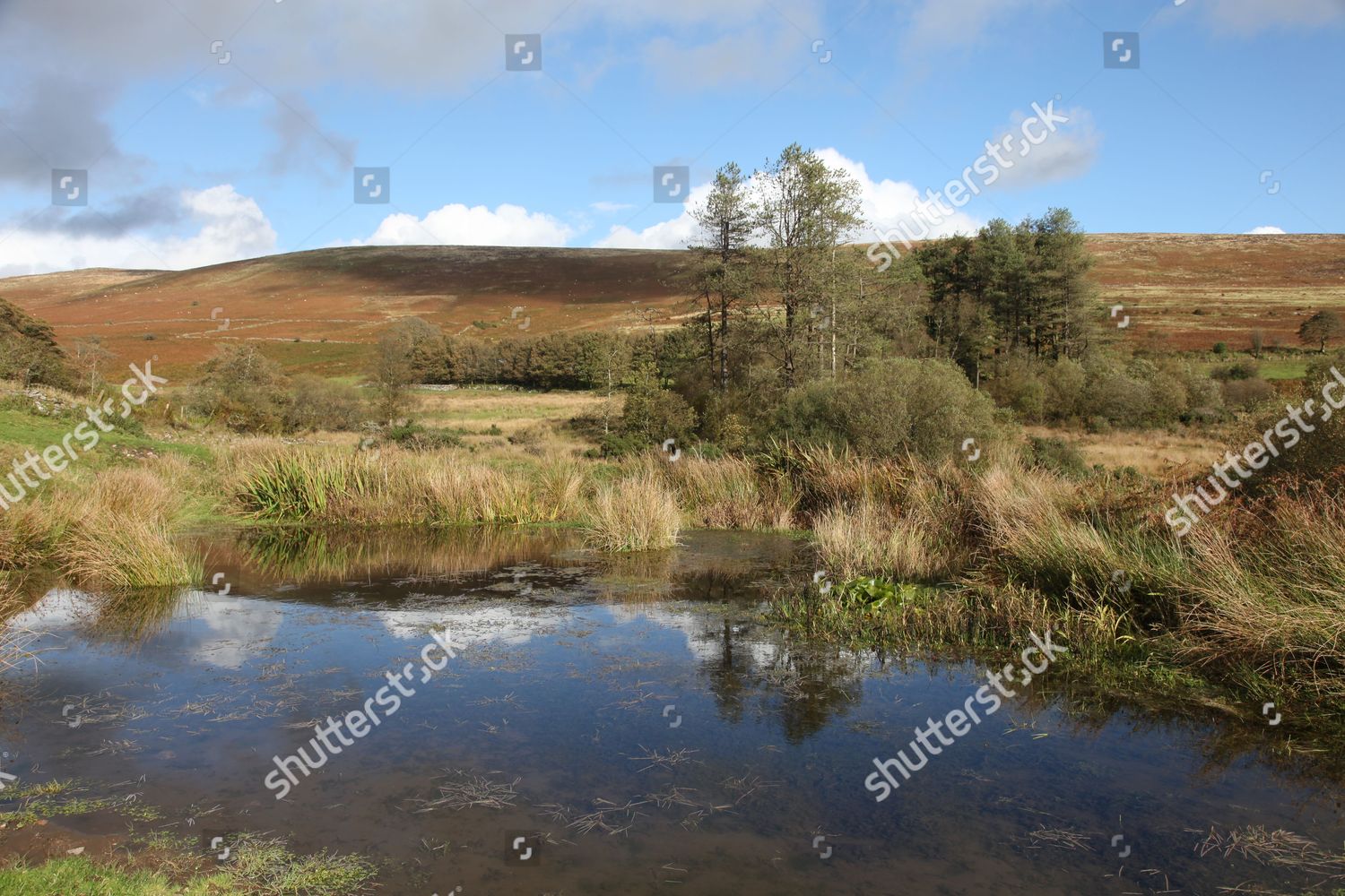 Pond Marshland Challacombe Farm Dartmoor Devon Editorial Stock Photo ...
