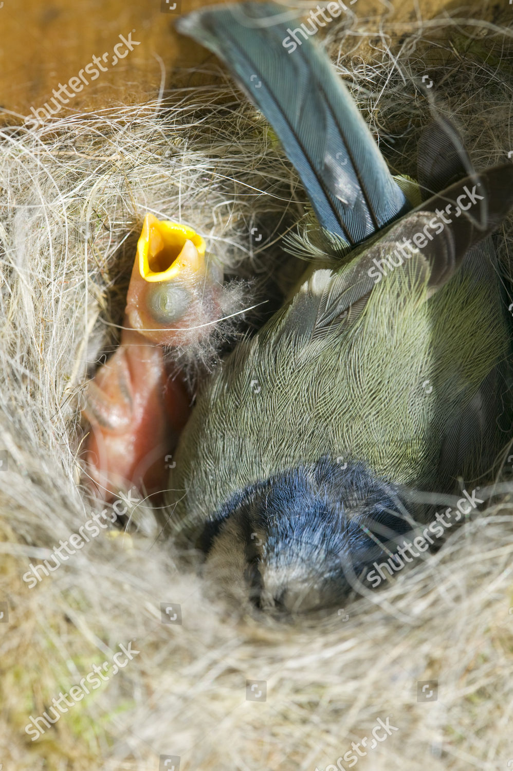 Newly Hatched Blue Tit Chicks Adult Editorial Stock Photo - Stock Image ...