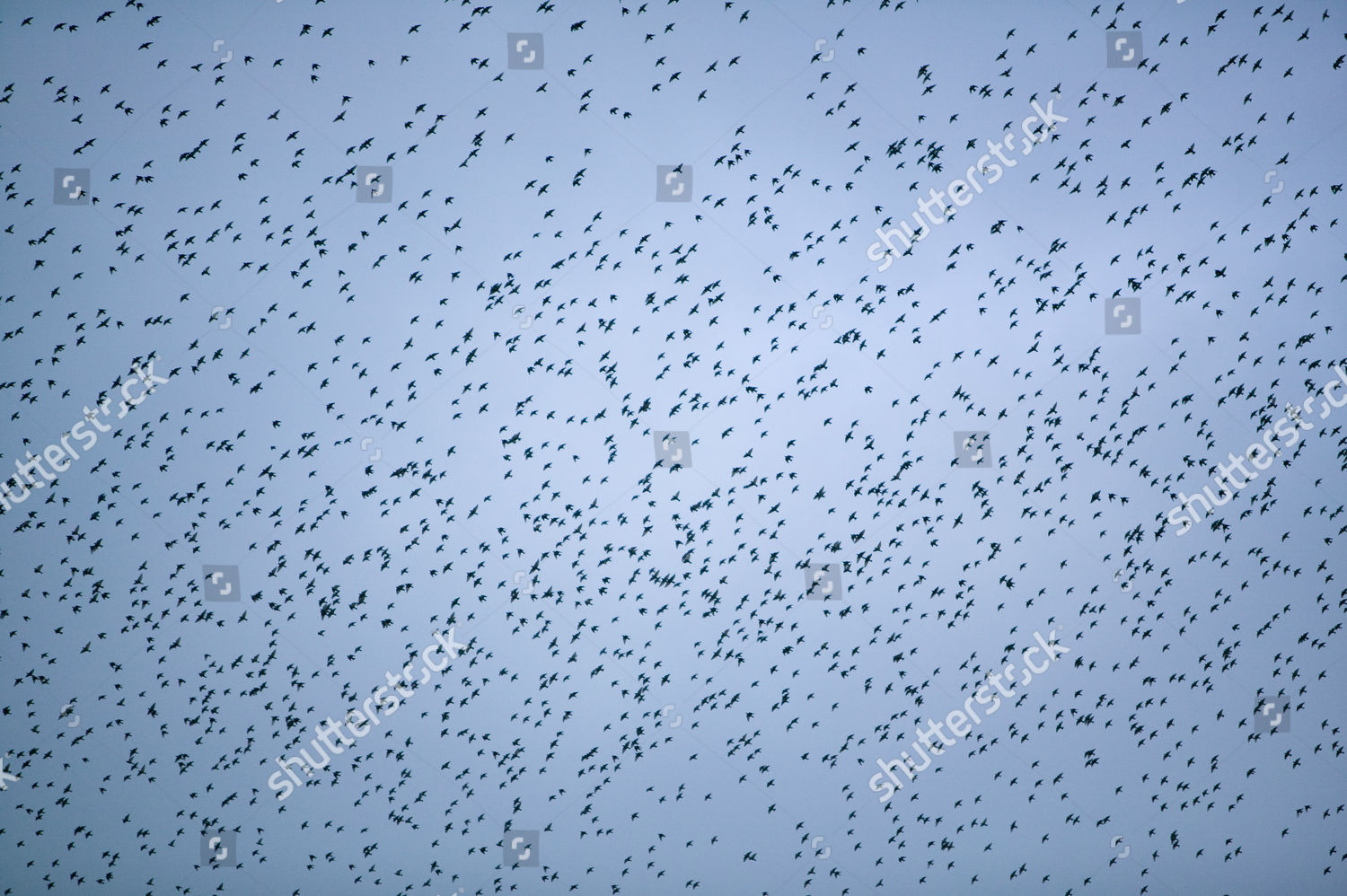Starlings Flying Roost Near Kendal Cumbria Editorial Stock Photo ...