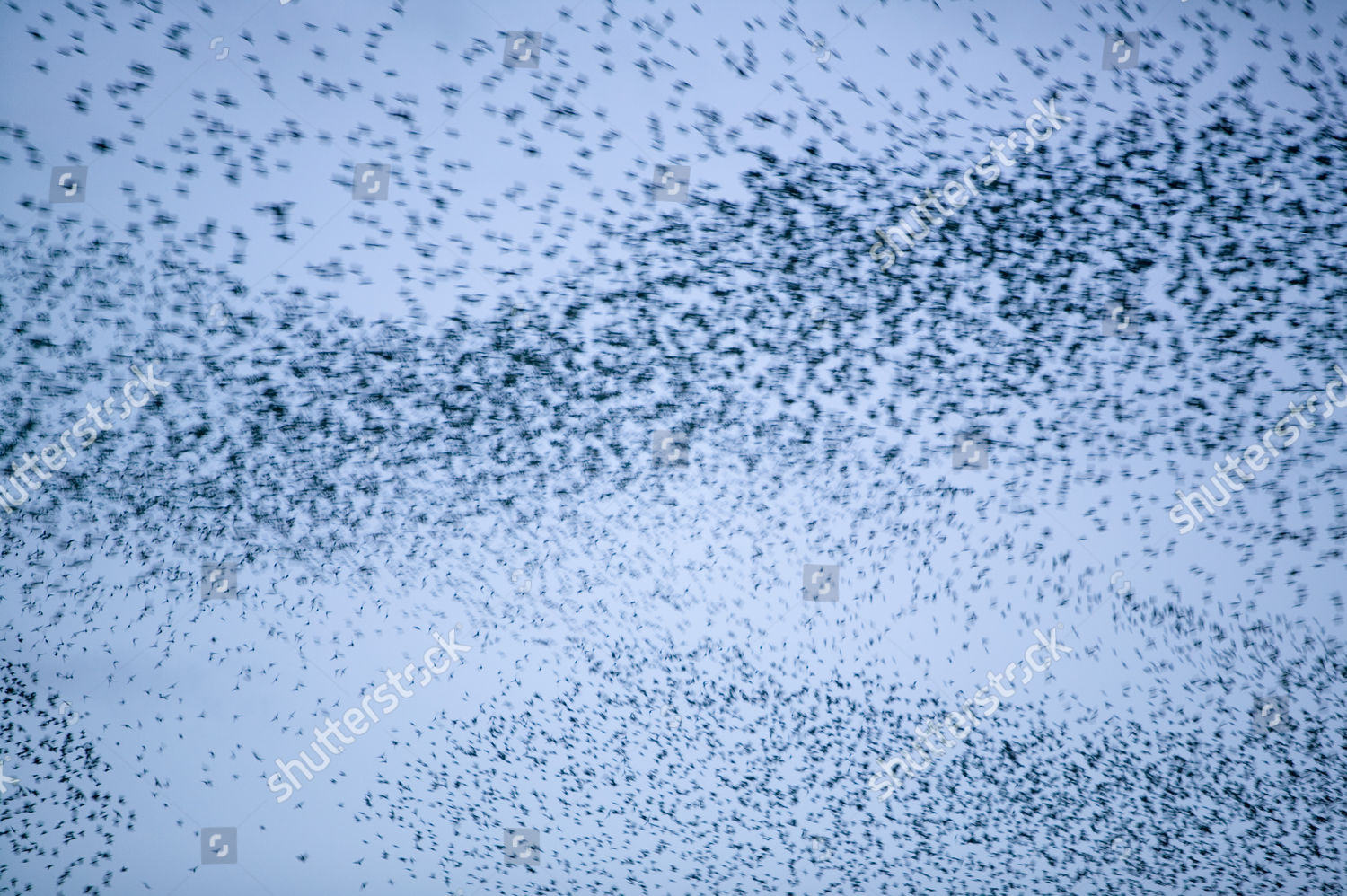 Starlings Flying Roost Near Kendal Cumbria Editorial Stock Photo ...