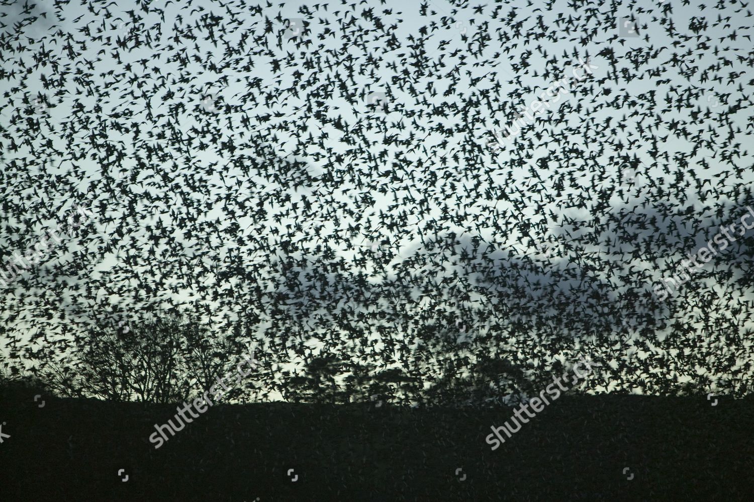 Starlings Flying Roost Near Kendal Cumbria Editorial Stock Photo ...