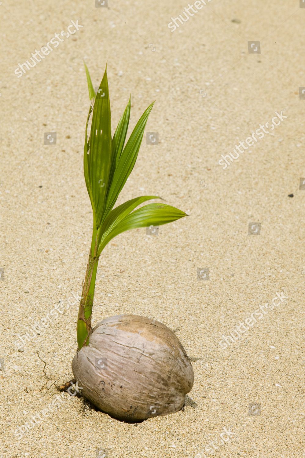 Coconut Sprouting On Fijian Beach Editorial Stock Photo - Stock Image ...