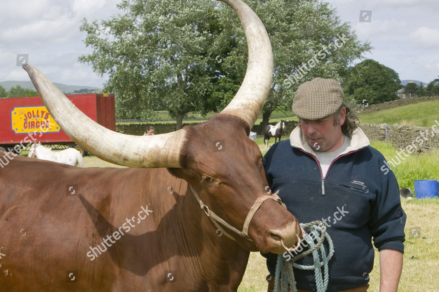Brahman Bull Peter Jollys Circus Editorial Stock Photo - Stock Image ...