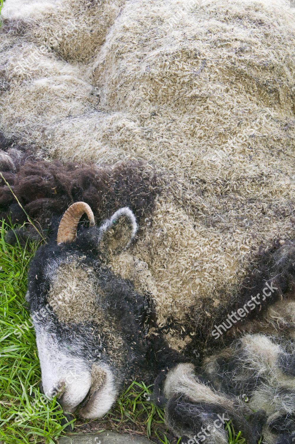 Maggots On Dead Sheep Editorial Stock Photo - Stock Image | Shutterstock