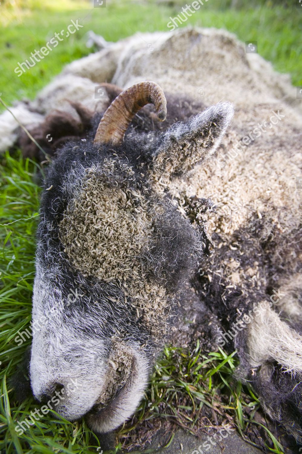 Maggots On Dead Sheep Editorial Stock Photo - Stock Image | Shutterstock