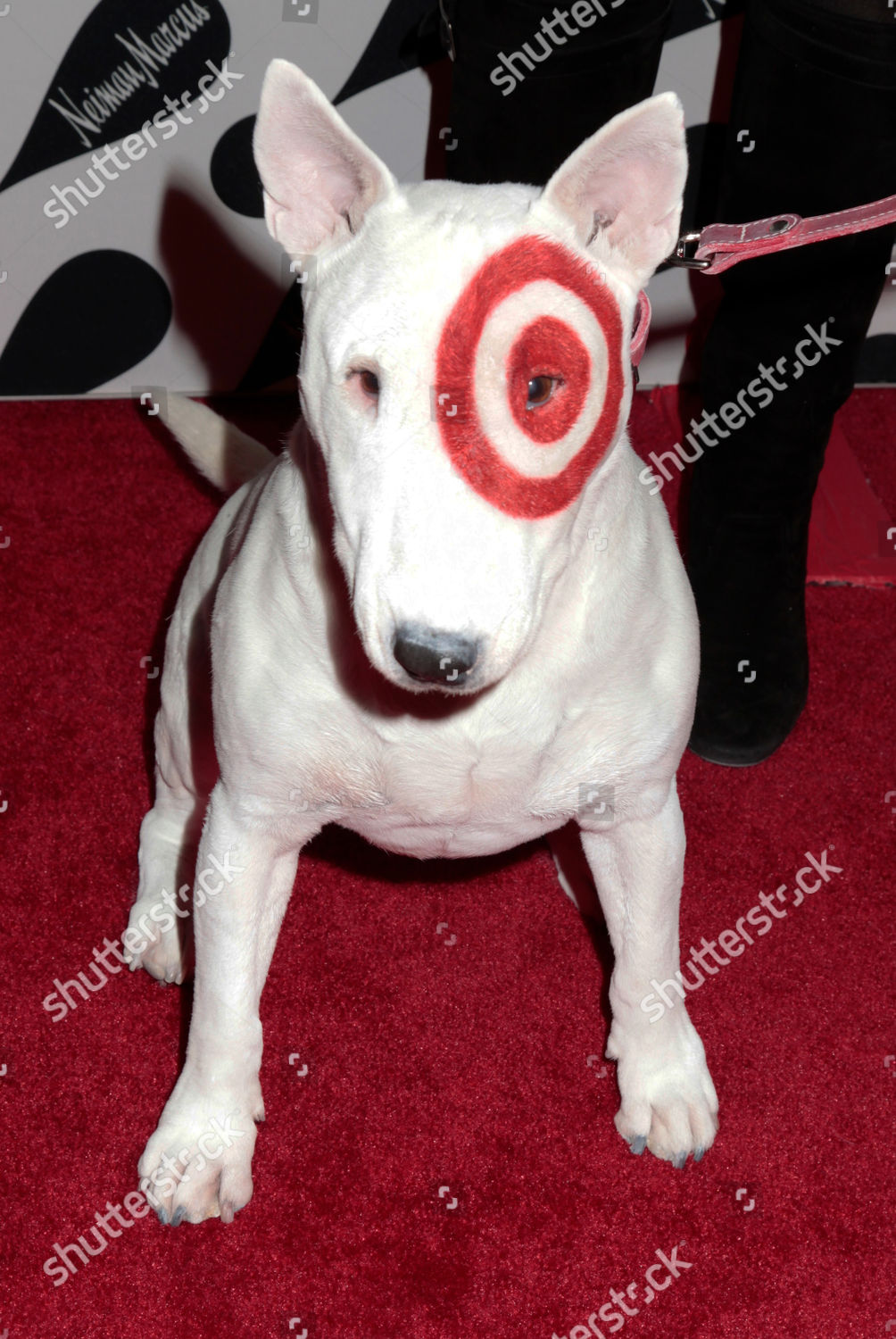 Bullseye Target Mascot Dog Editorial Stock Photo - Stock Image ...
