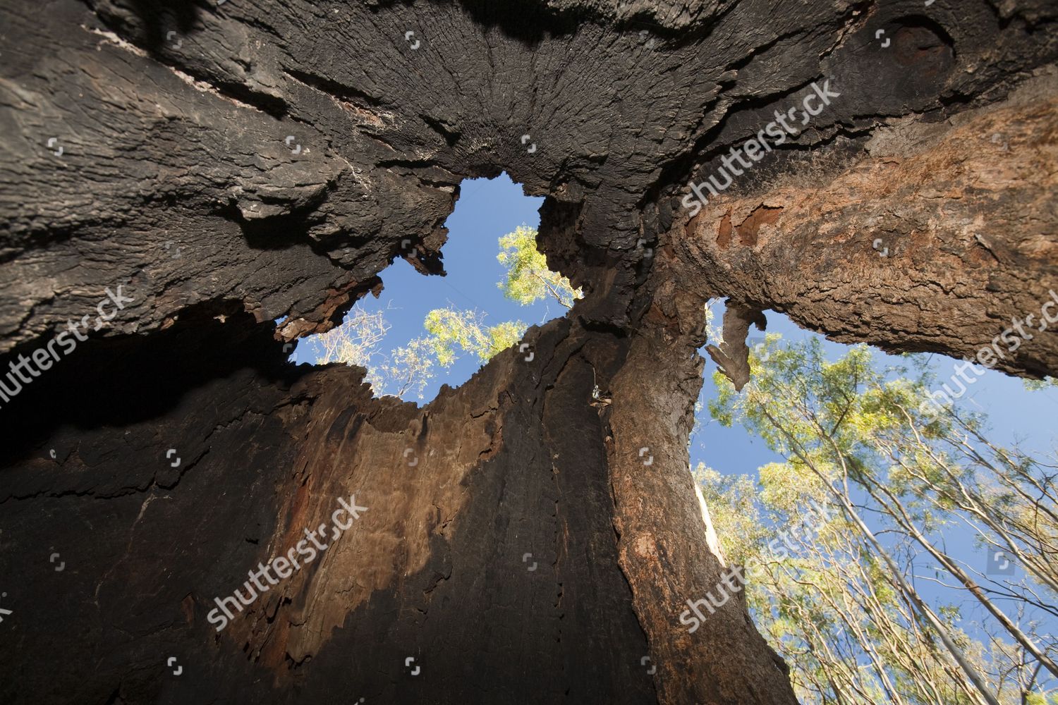 Red Gum Trees Iconic Australian Trees Editorial Stock Photo - Stock ...