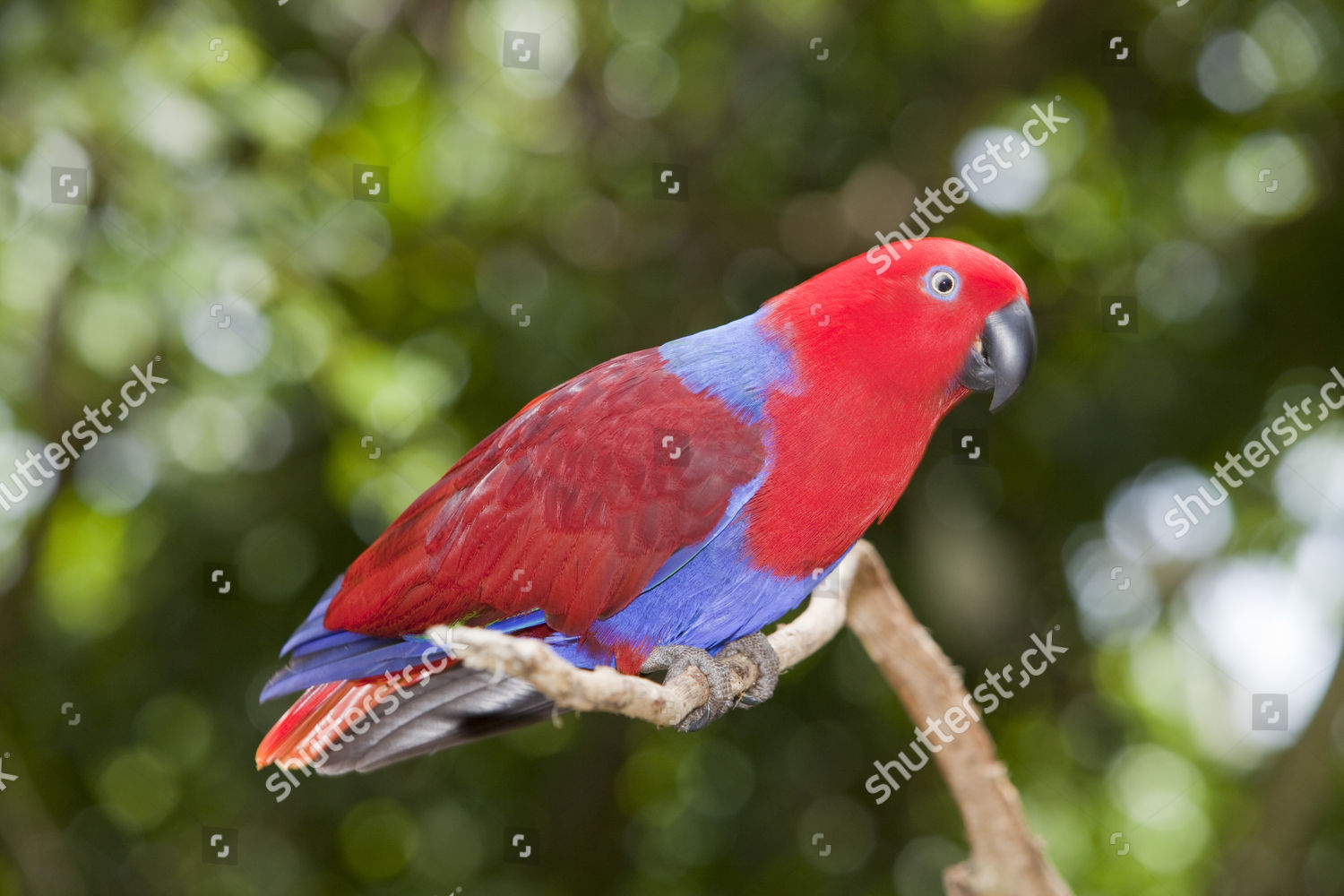 Female Eclectus Parrot Eclectus Rotatus Bird Editorial Stock Photo ...