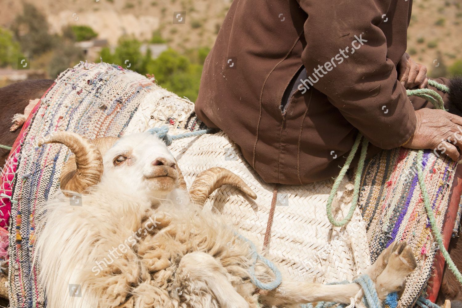 Mule Loaded His Owner Berber Arab Editorial Stock Photo - Stock Image ...
