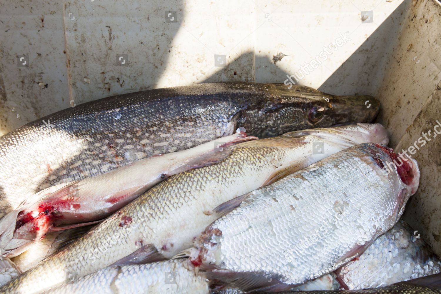 Fish Caught Lake Athabasca By First Editorial Stock Photo - Stock Image ...