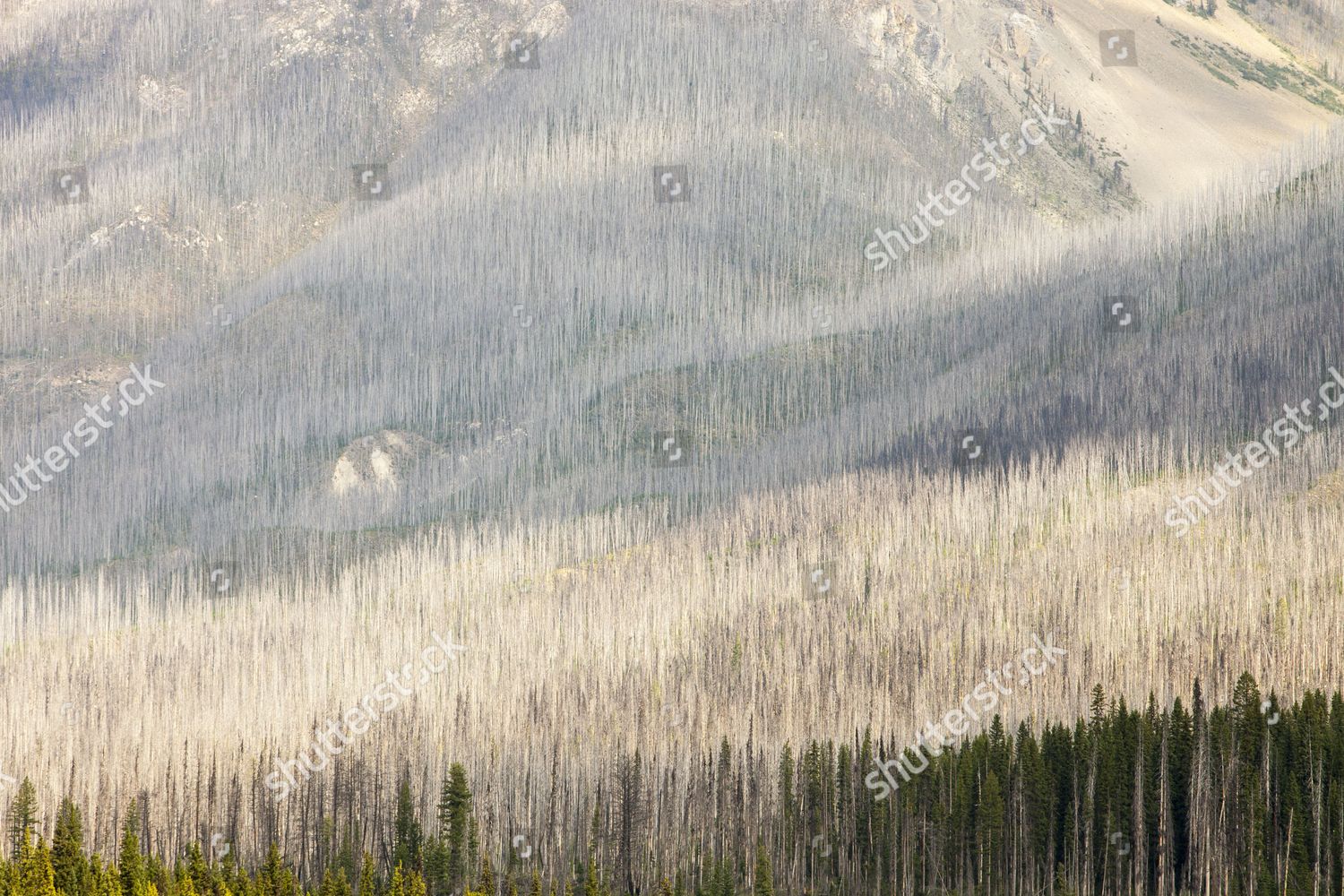 Boreal Forest Burnt By Mount Shanks Editorial Stock Photo - Stock Image ...