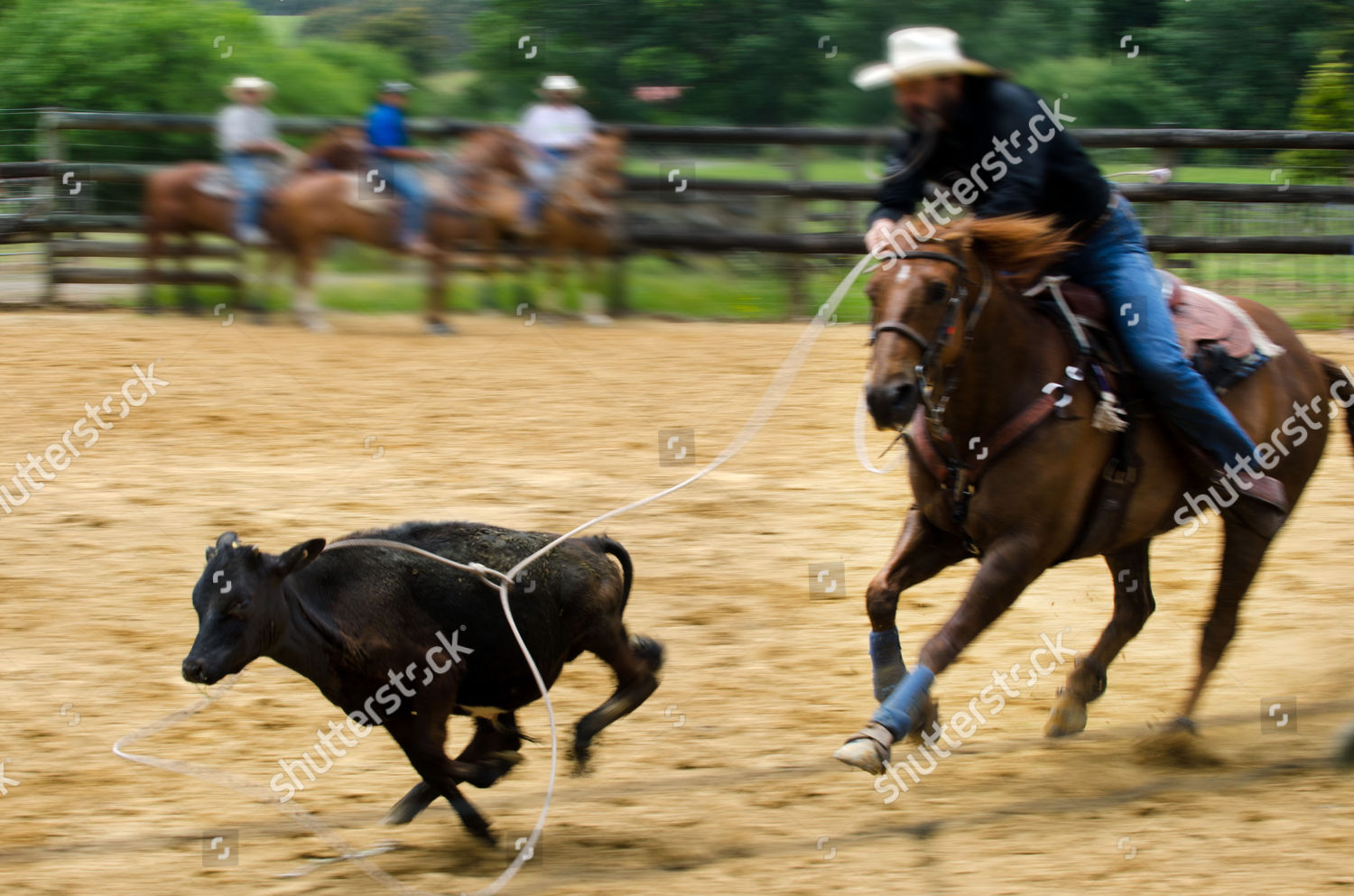 Cowboy Roping Steer During Rodeo Show Editorial Stock Photo - Stock ...