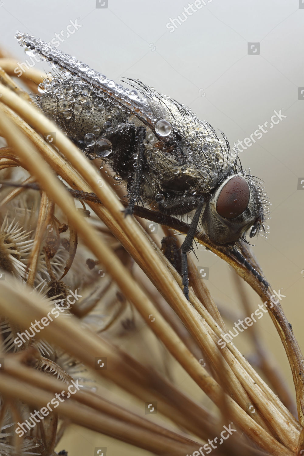 Species House Fly Muscidae Spec Bad Editorial Stock Photo - Stock Image ...