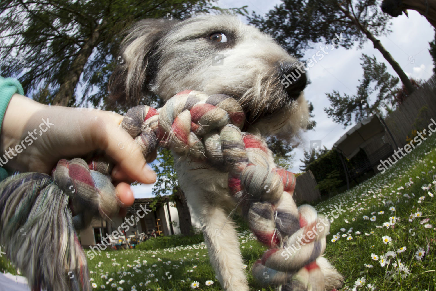 Briard Mongrel Biting Into Rope Editorial Stock Photo - Stock Image ...