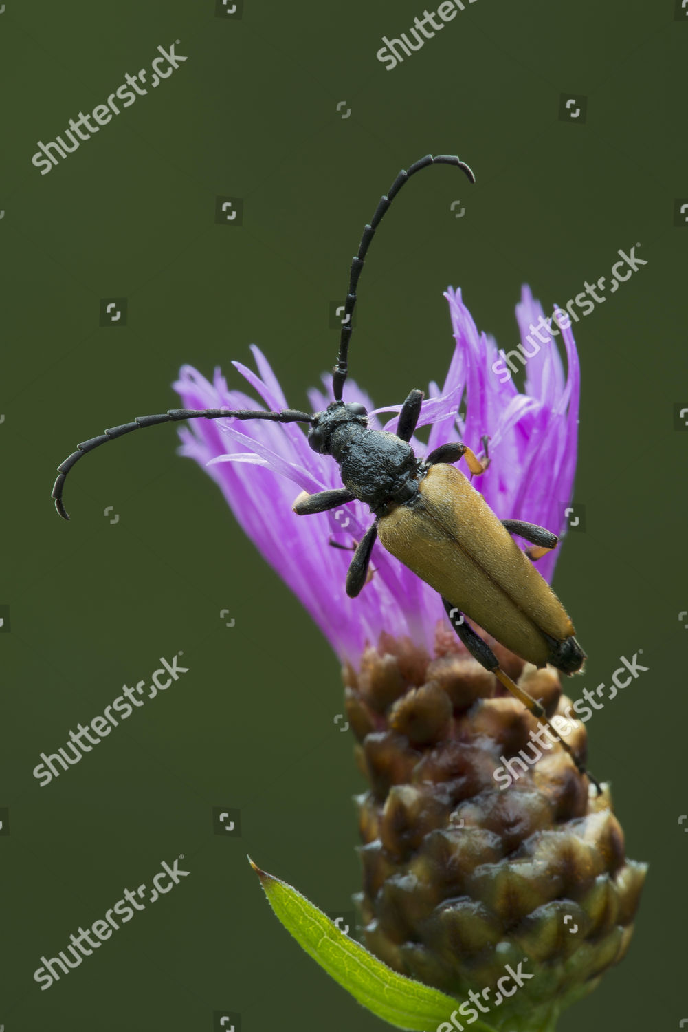 Longhorned Beetle Leptura Rubra Male Hopfgarten Editorial Stock Photo ...