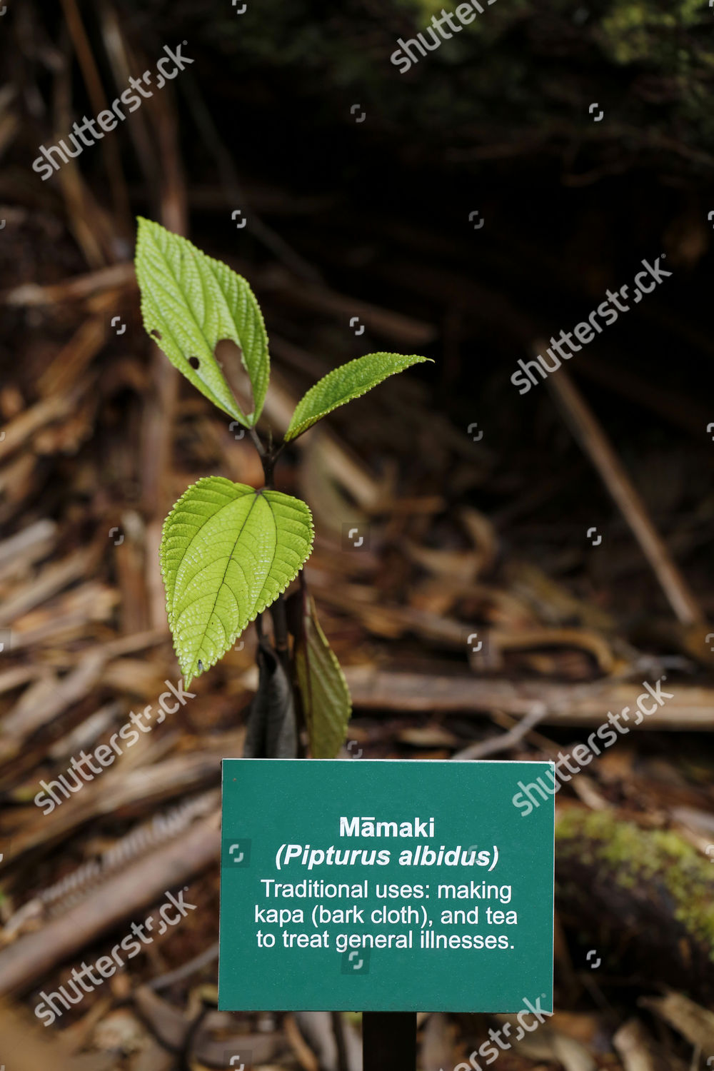 Mamaki Pipturus Albidus Sign Plant Name Editorial Stock Photo - Stock ...