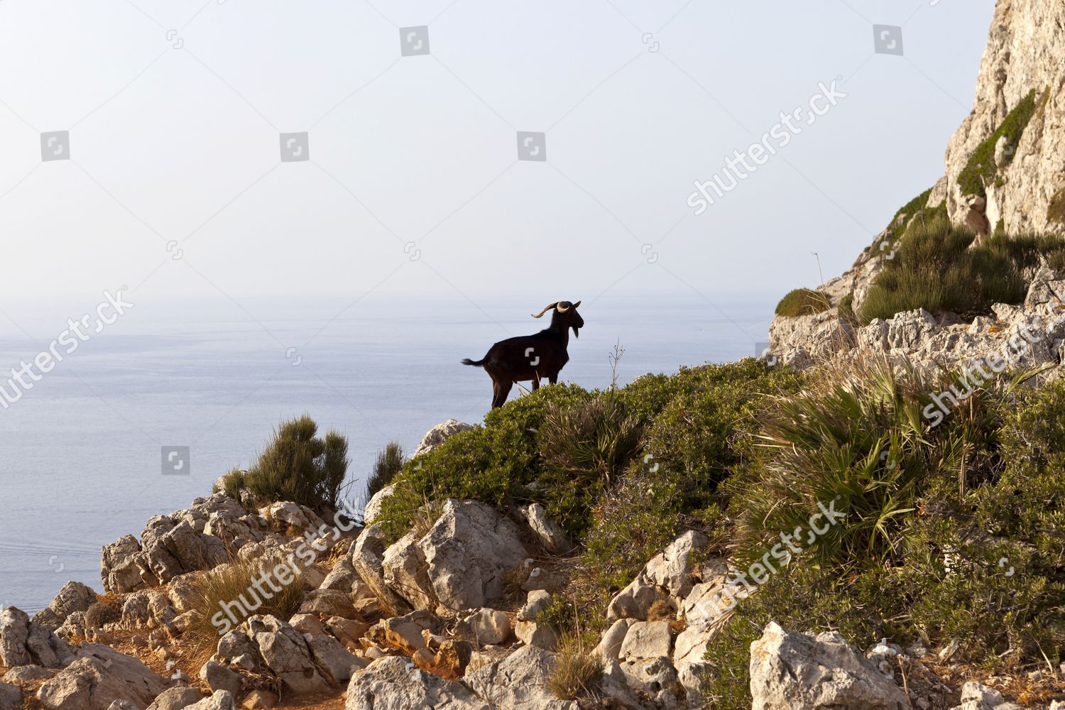 Mountain Goat Near Cap Formentor Majorca Editorial Stock Photo - Stock ...