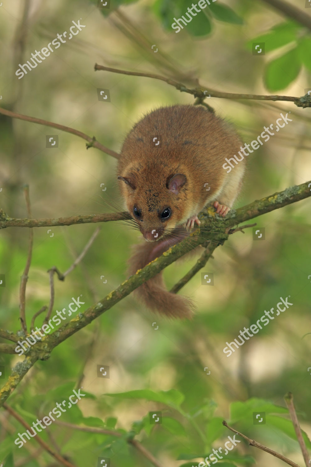 Edible Dormouse Fat Dormouse Glis Glis Editorial Stock Photo - Stock ...