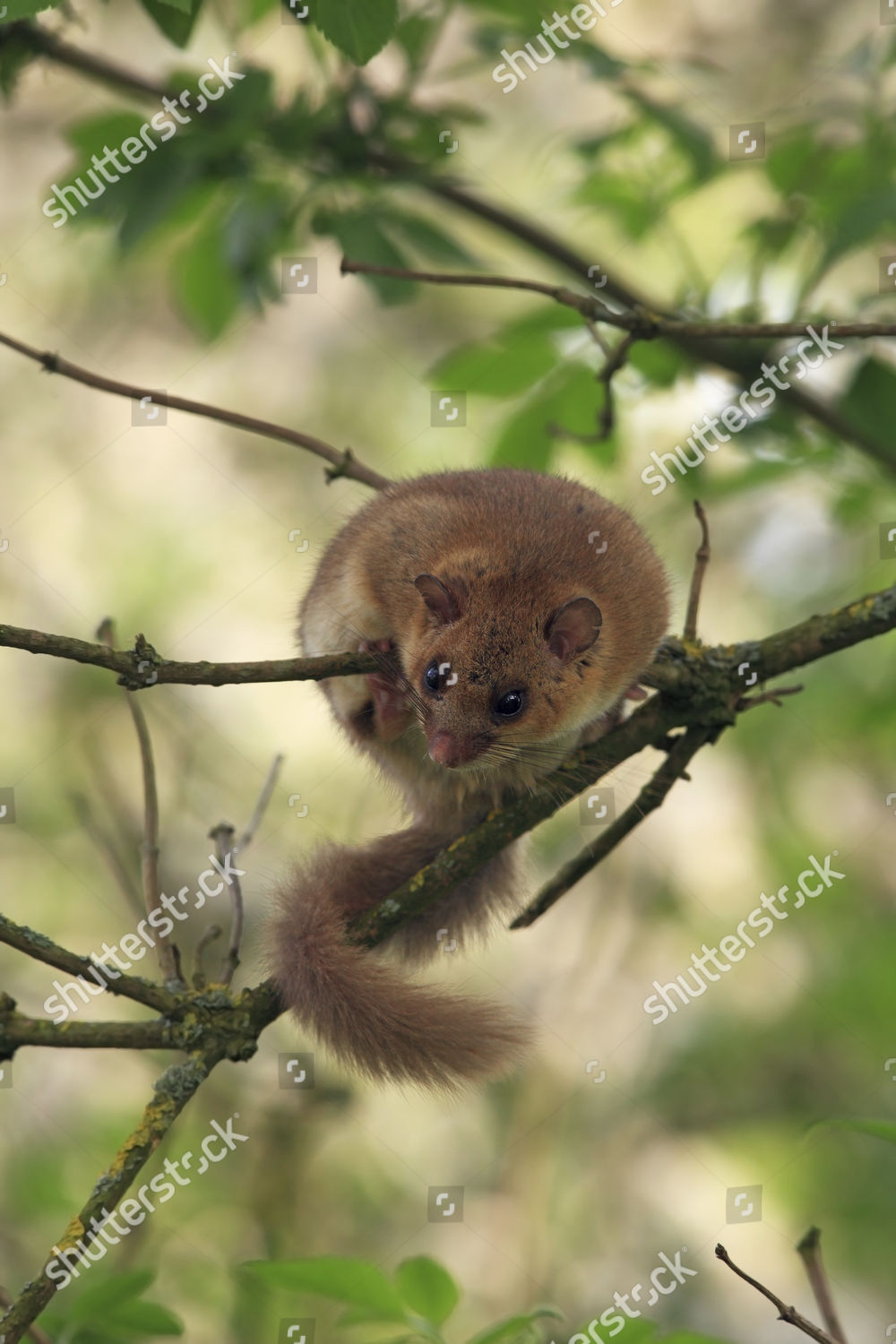 Edible Dormouse Fat Dormouse Glis Glis Editorial Stock Photo - Stock ...