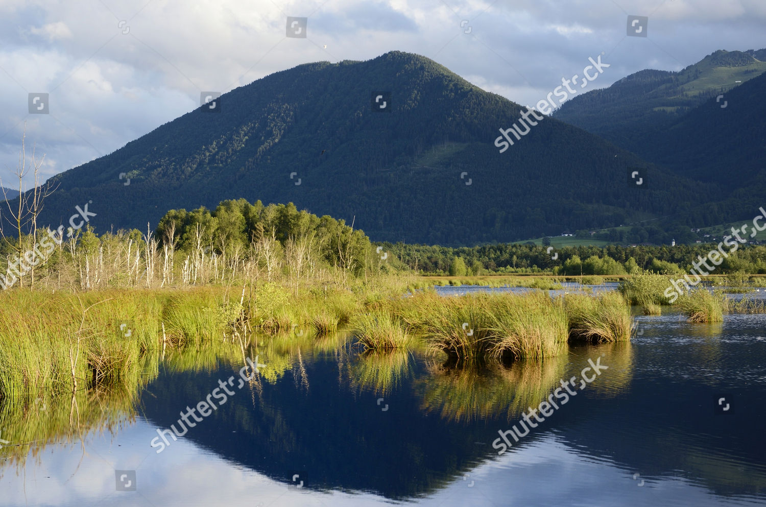 Reflections Bog Glacial Stammbecken Moor Alpine Editorial Stock Photo ...