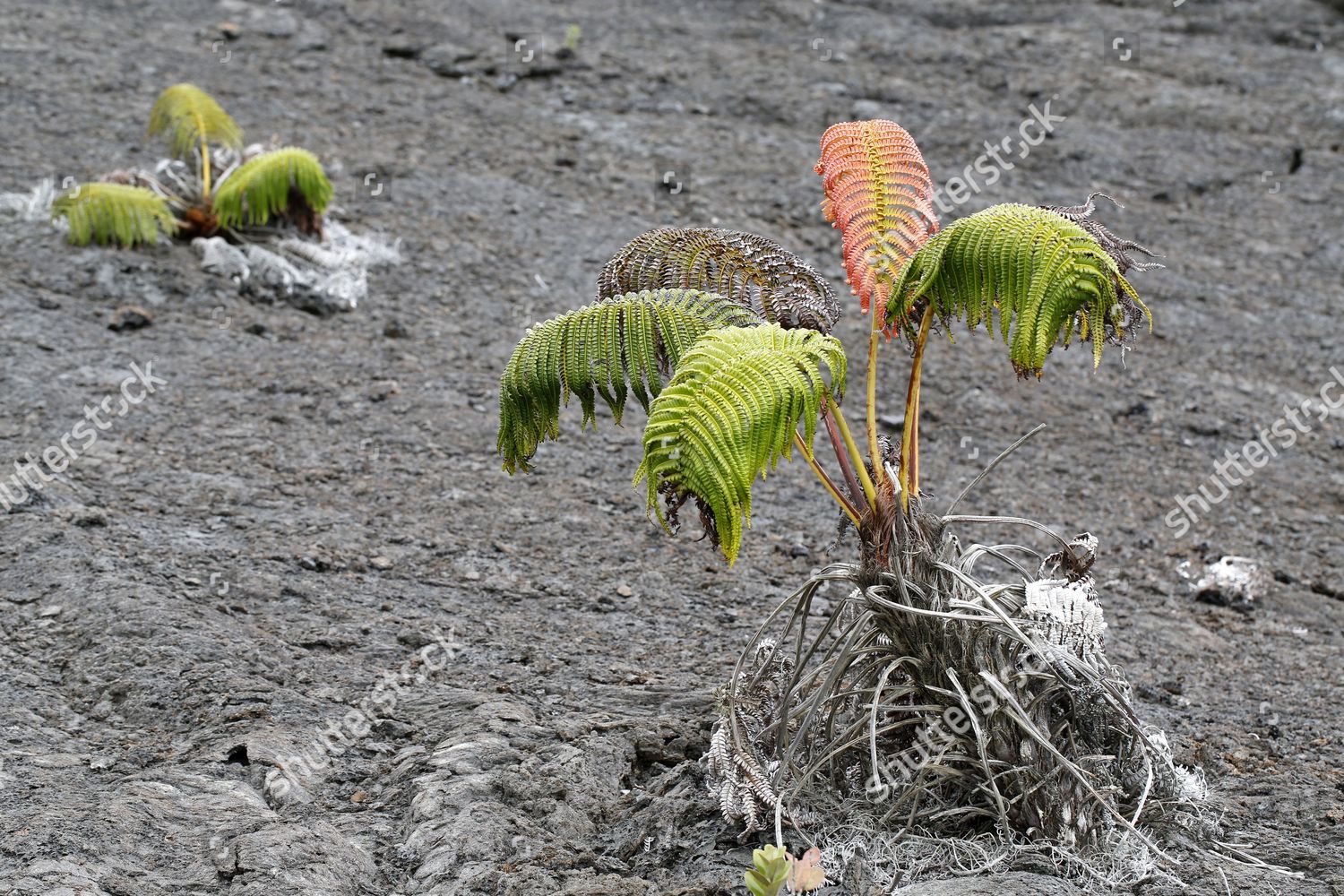 Amau Fern Sadleria Cyatheoides Red Scar Editorial Stock Photo - Stock ...
