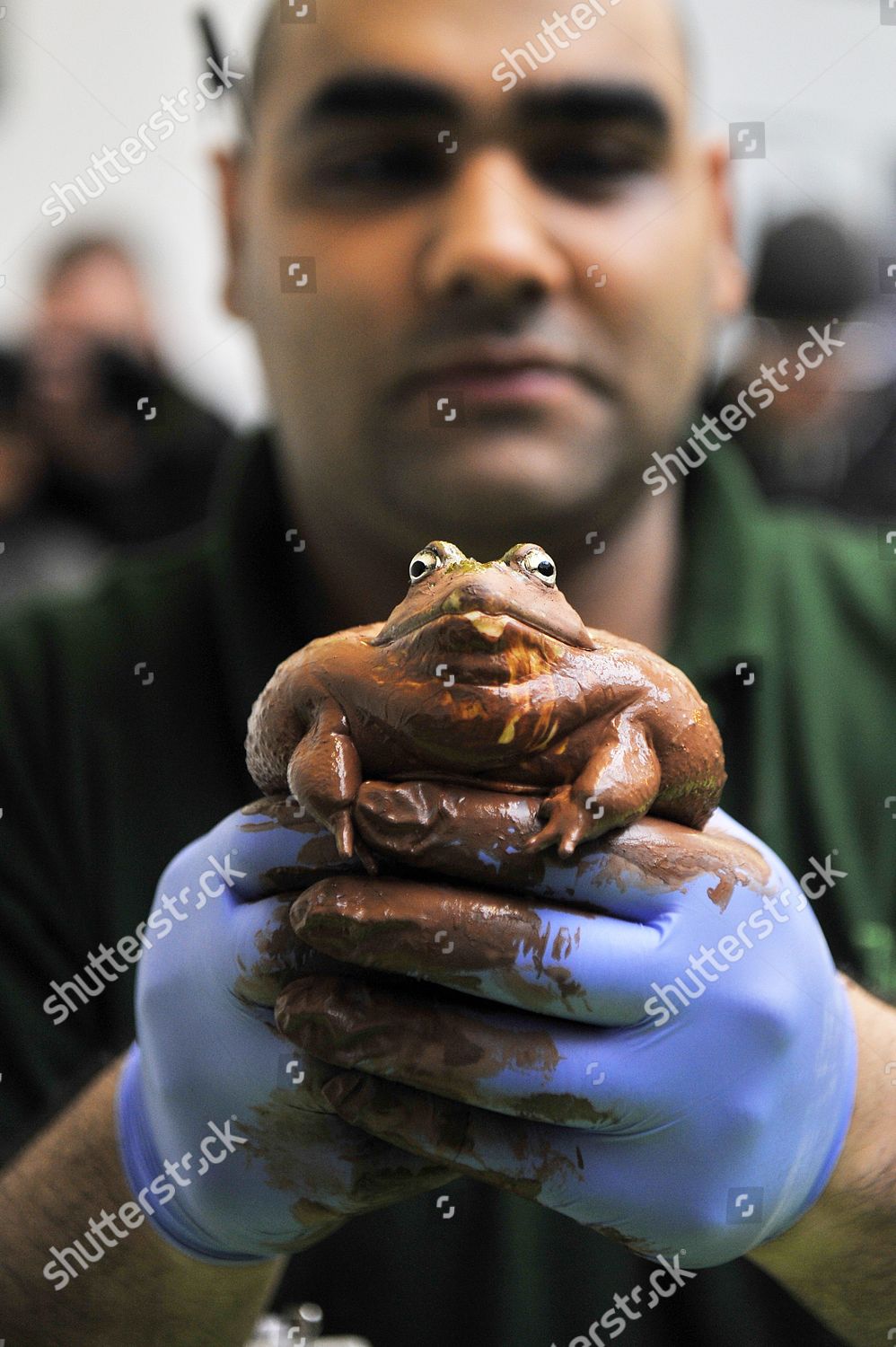 Keeper Holding Bull Frog Editorial Stock Photo - Stock Image | Shutterstock