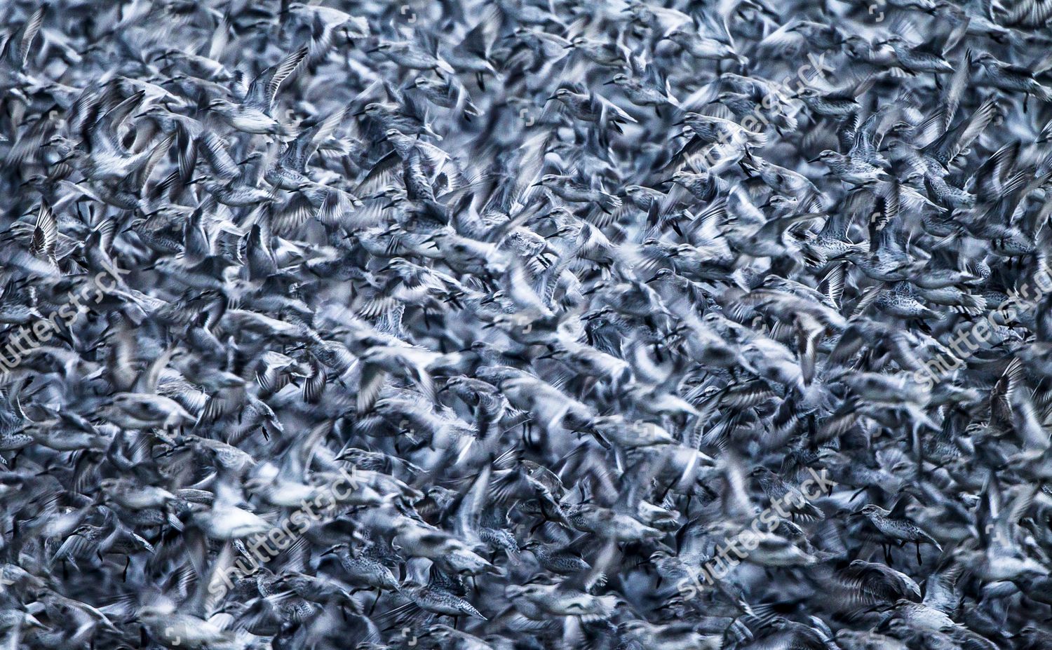 Thousands Birds Flying Together Editorial Stock Photo - Stock Image ...