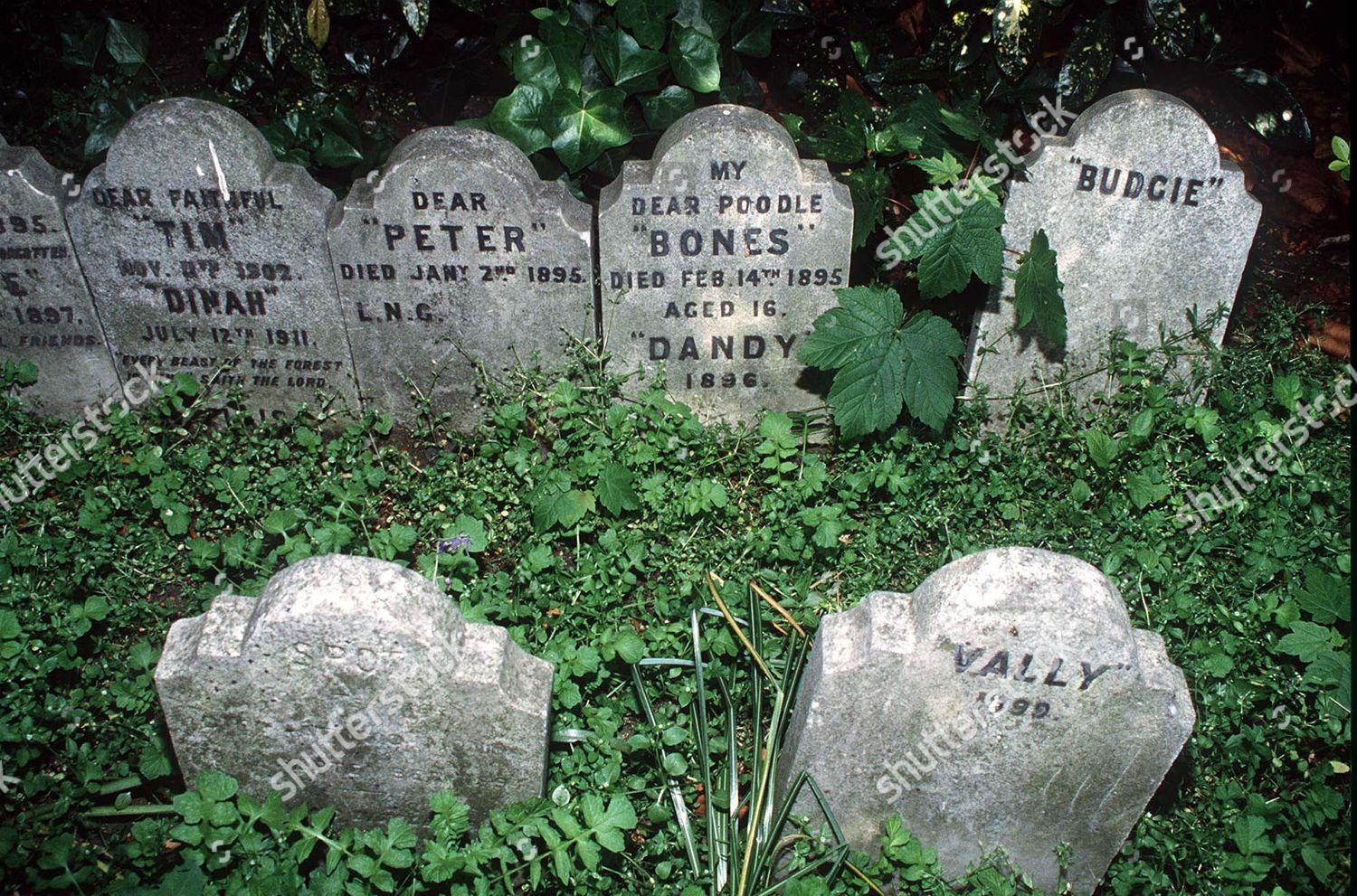 Pet Cemetery Hyde Park Editorial Stock Photo Stock Image Shutterstock pet-cemetery-hyde-park-editorial-stock-photo-stock-image-shutterstock