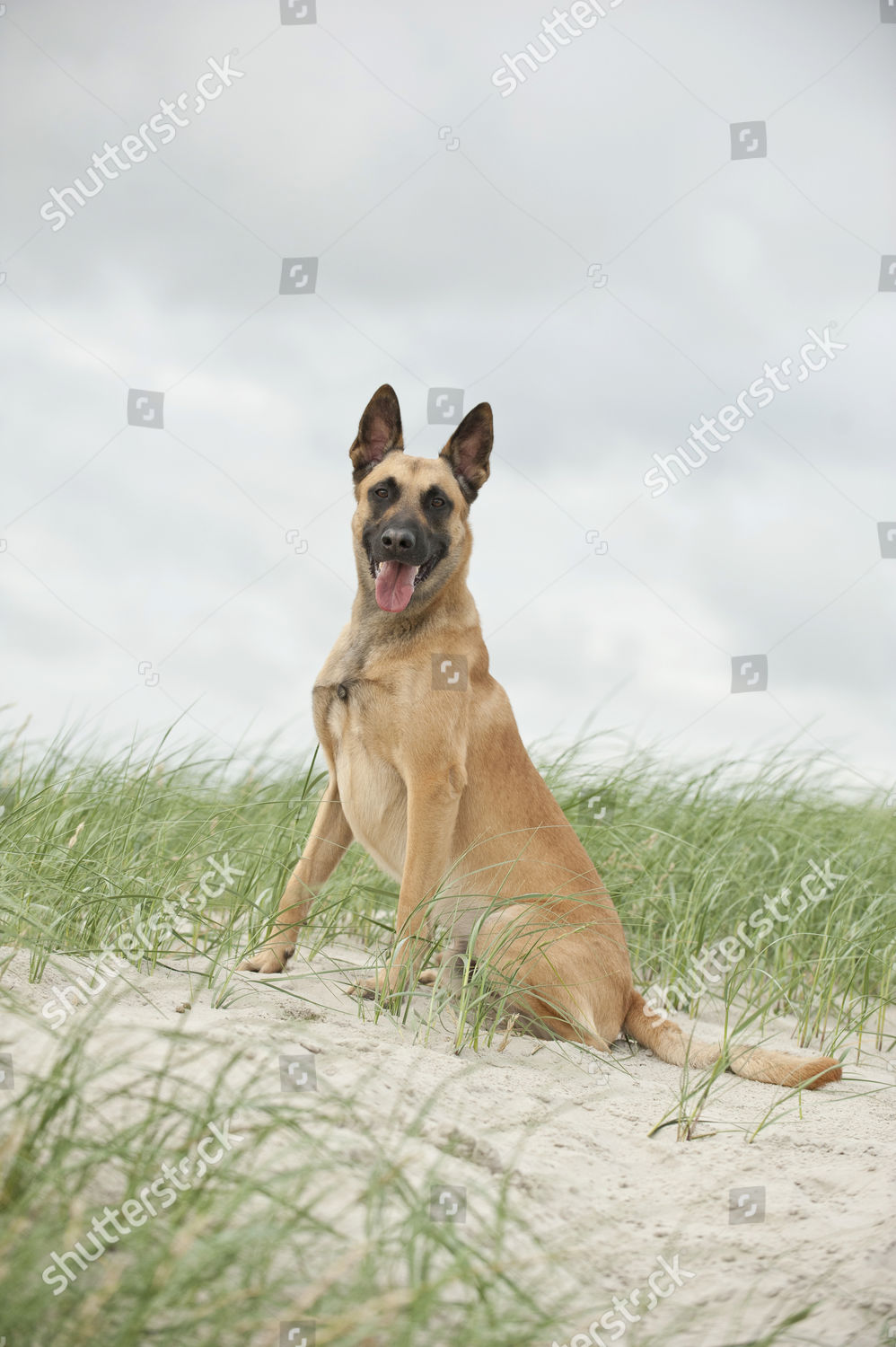 Hollandse Herdershond Dutch Shepherd Sitting On Editorial Stock Photo ...
