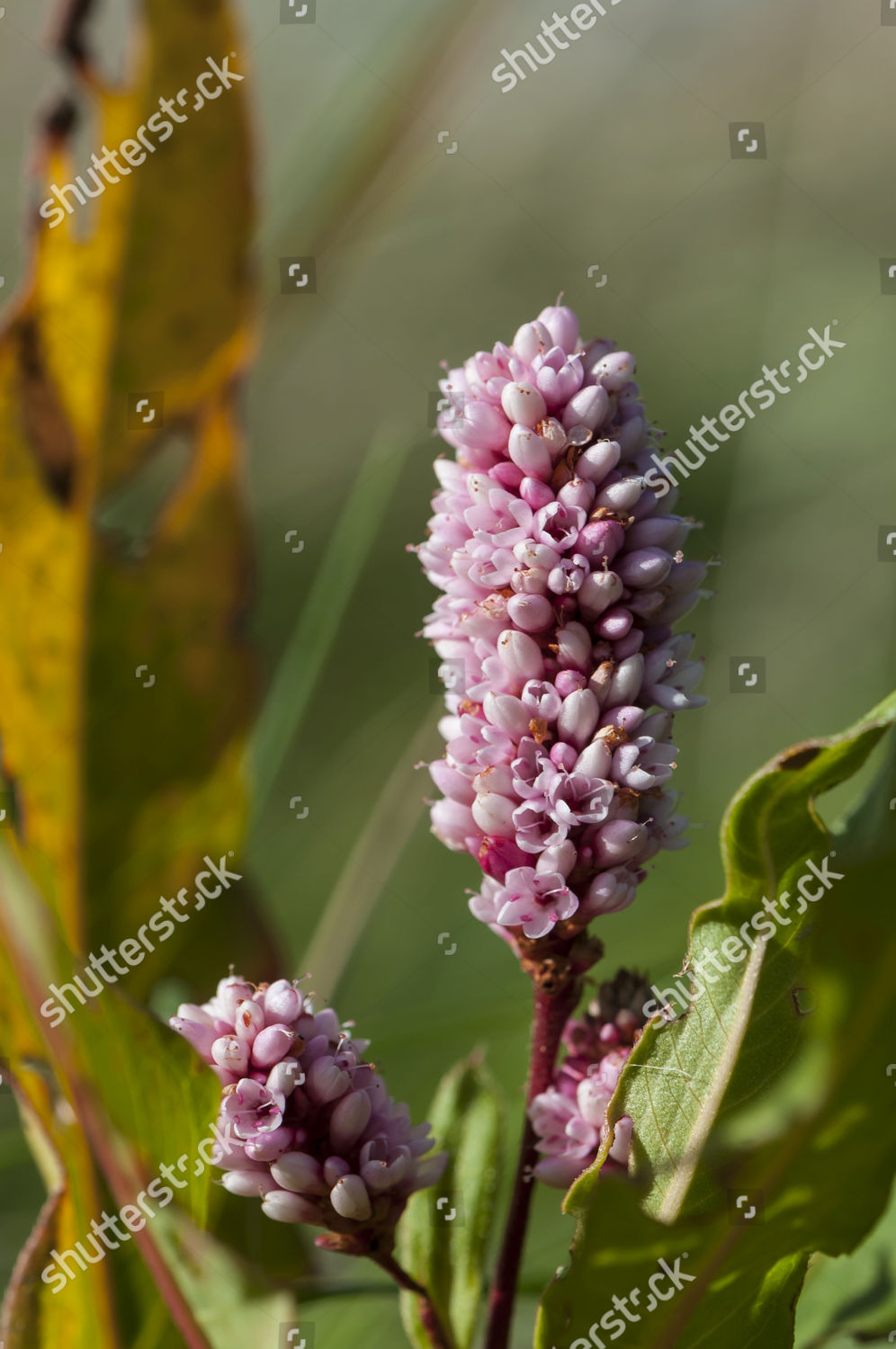 Blooming Water Knotweed Water Smartweed Amphibious Editorial Stock ...