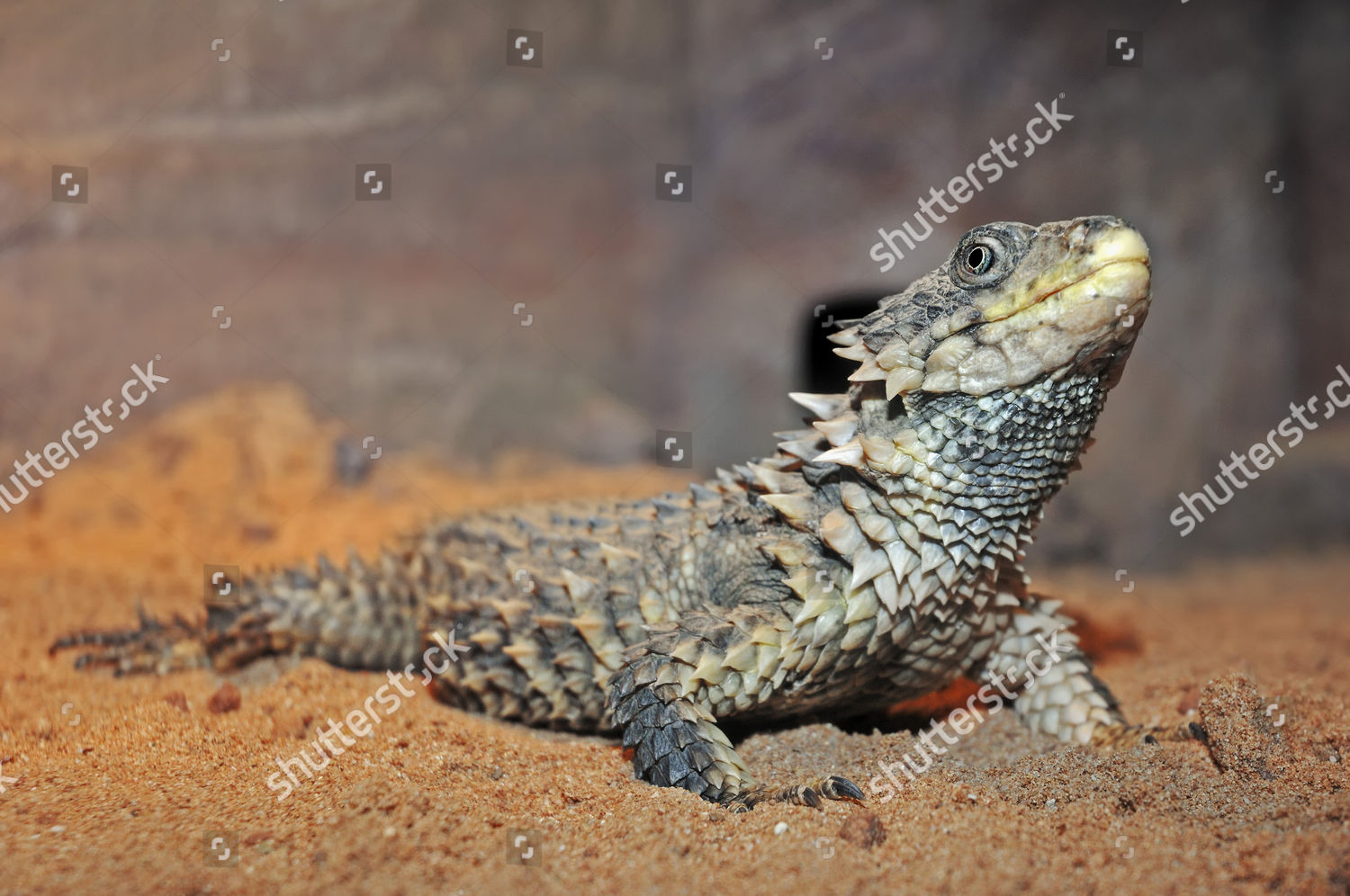 Giant Girdled Lizard Sungazer Giant Spinytailed Editorial Stock Photo ...