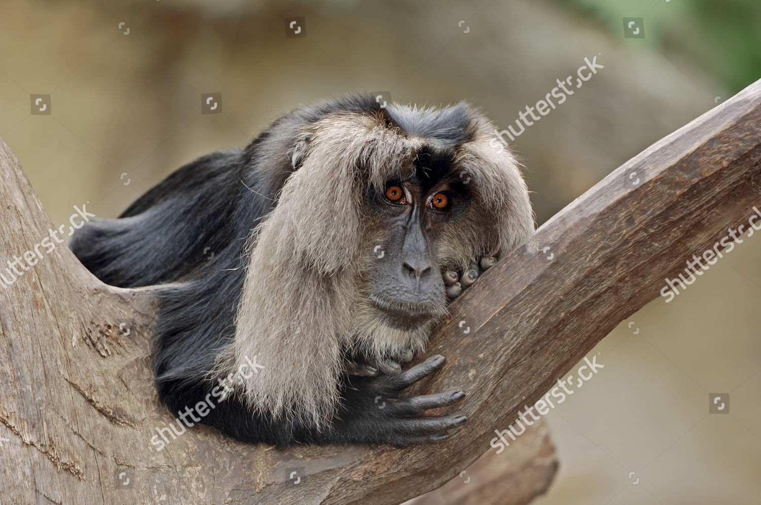 Liontailed Macaque Wanderoo Macaca Silenus Native Editorial Stock Photo ...
