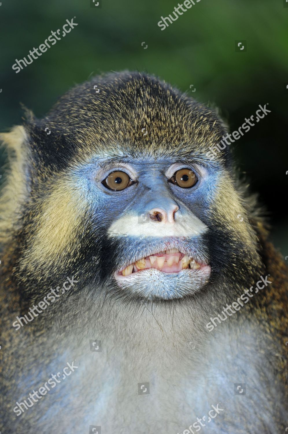 Moustached Guenon Moustached Monkey Cercopithecus Cephus Editorial ...