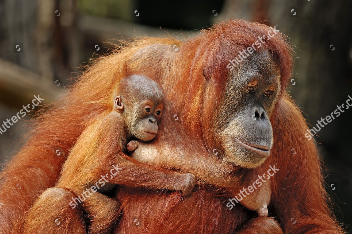 Sumatran Orangutan Pongo Pygmaeus Abelii Pongo Editorial Stock Photo ...