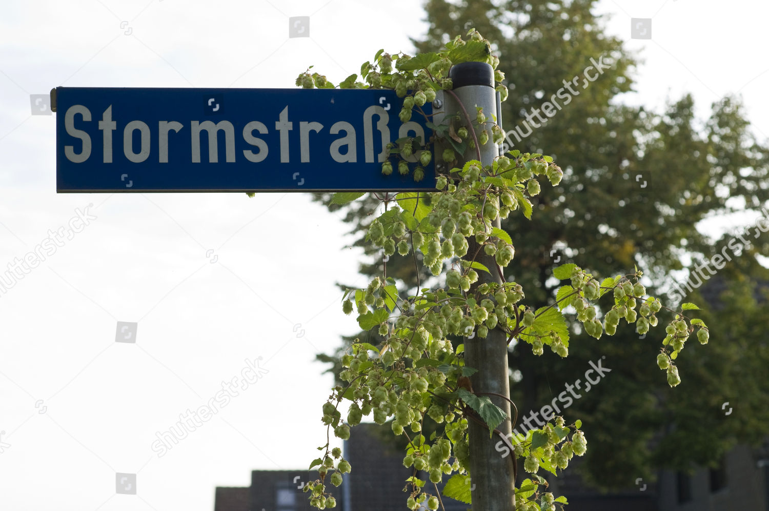 Wild Hops Humulus Lupulus Growing On Editorial Stock Photo - Stock ...