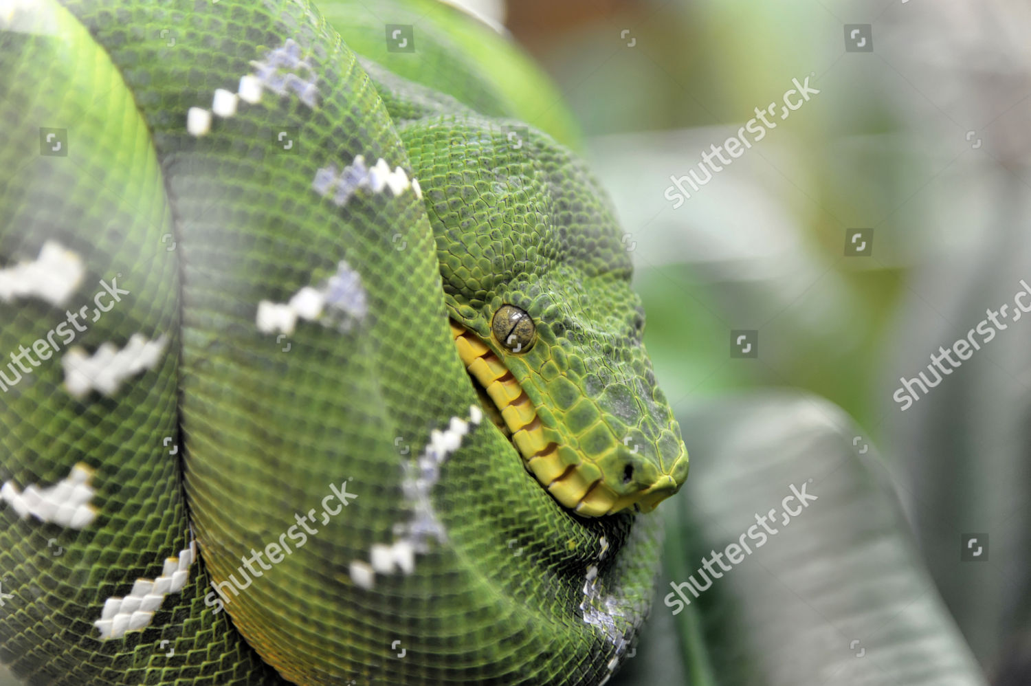 Green Tree Python Chondropython Viridis Native Editorial Stock Photo ...