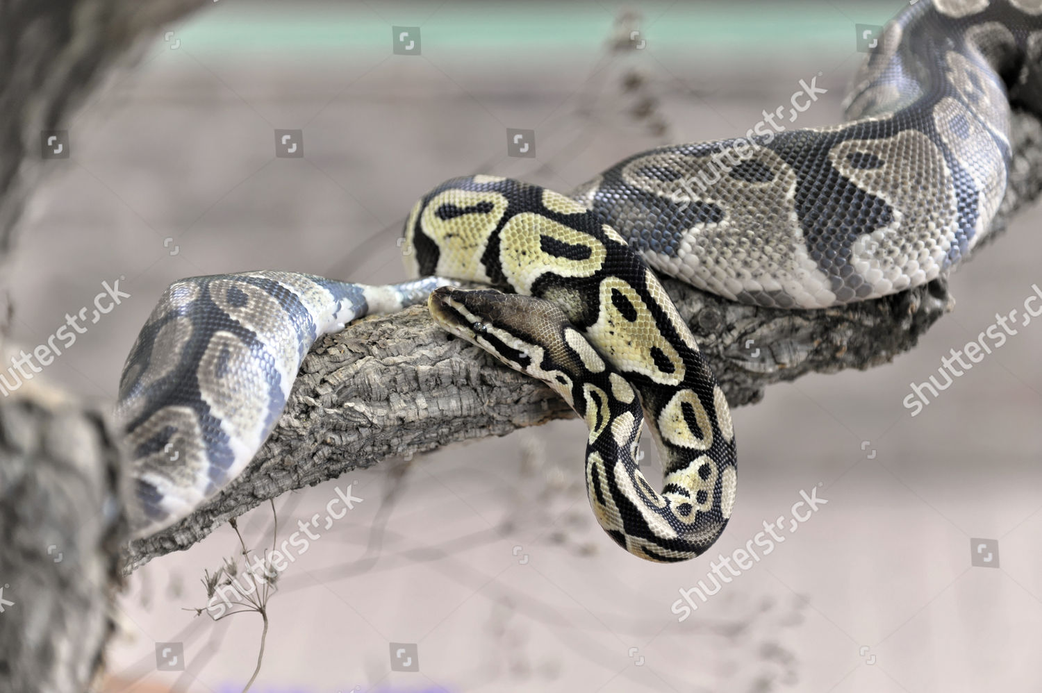 Ball Python Royal Python Python Regius Editorial Stock Photo - Stock ...