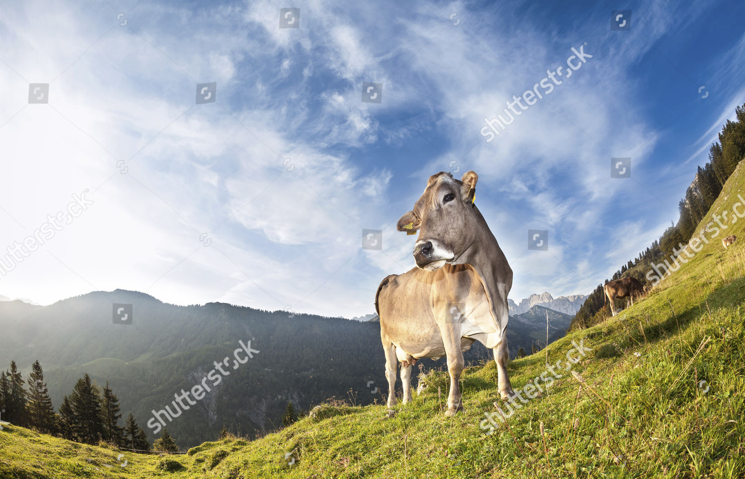 Cow Without Horns Brown Swiss Cattle Editorial Stock Photo - Stock ...