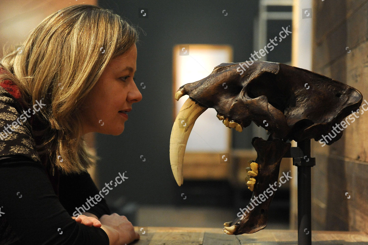 Sabretooth Cat Skull Editorial Stock Photo - Stock Image | Shutterstock