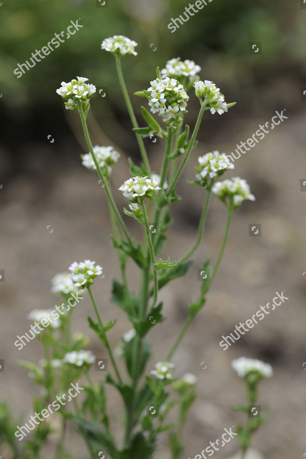 Twisted Whitlowgrass Hoary Whitlowgrass Draba Incana Editorial Stock ...