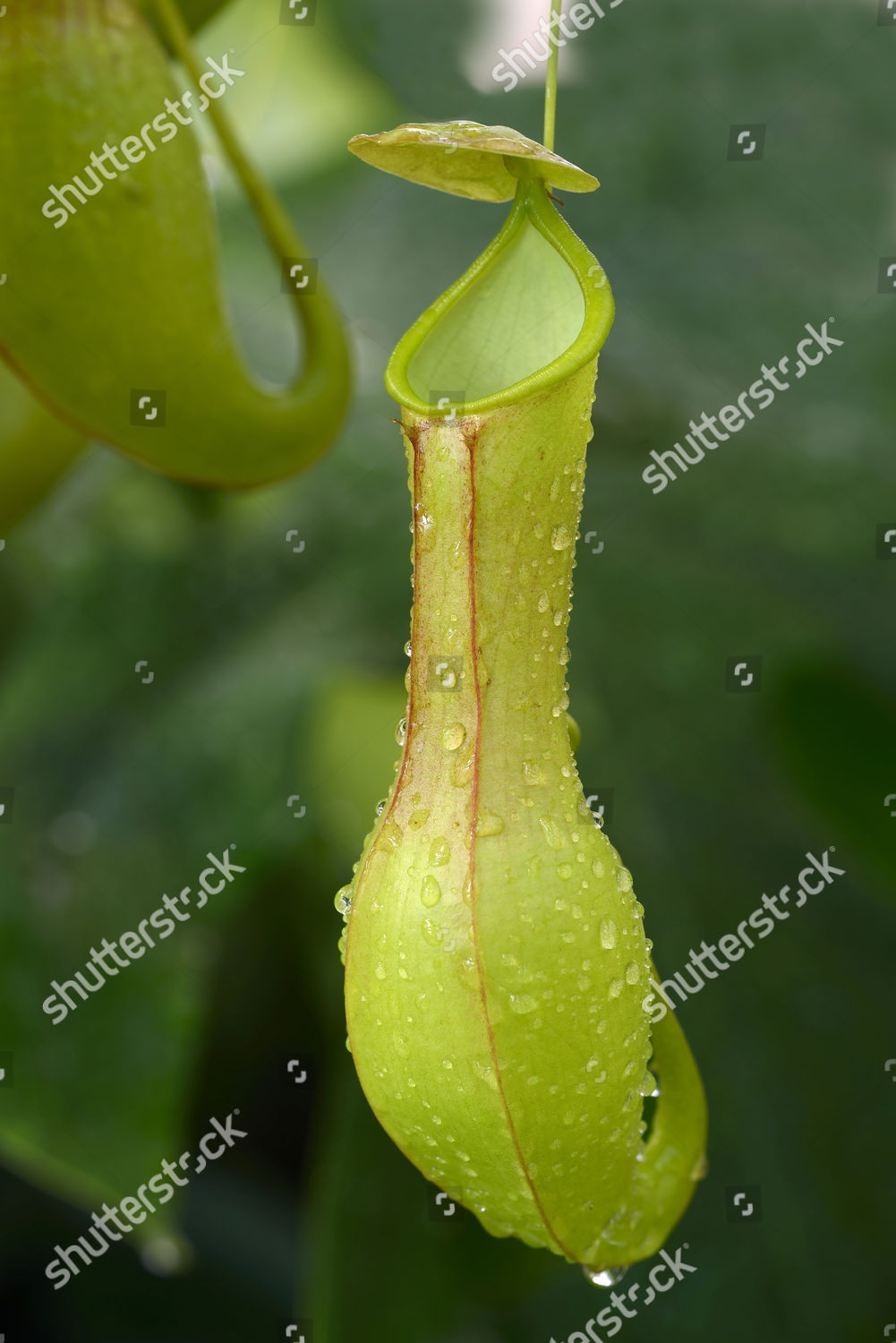 Winged Pitcher Plant Nepenthes Alata Insect Editorial Stock Photo ...