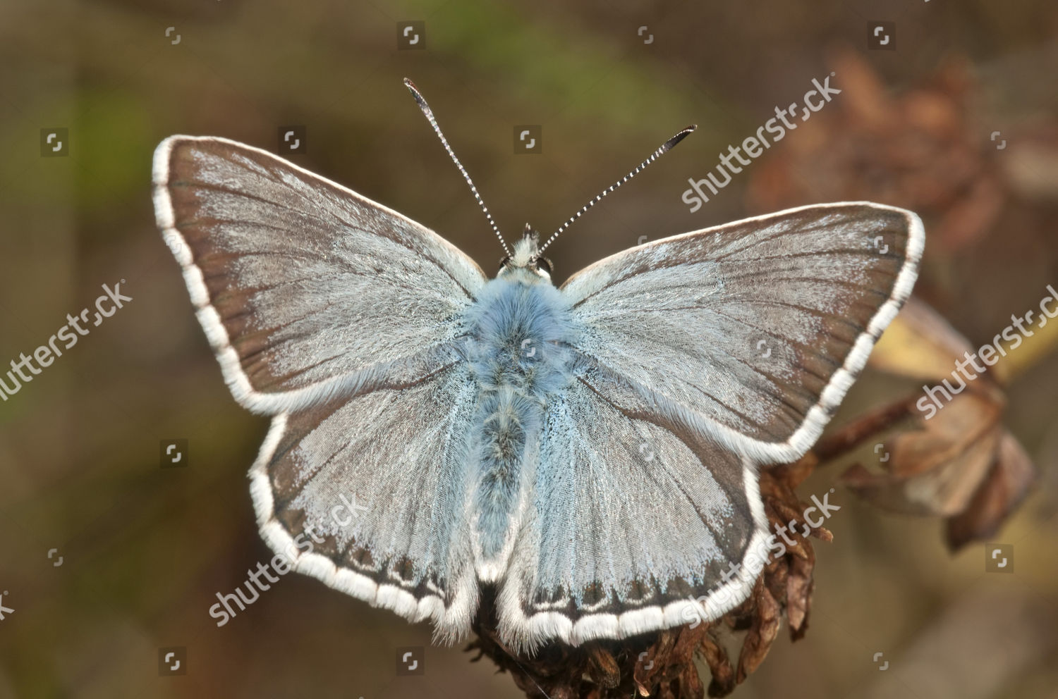 Chalkhill Blue Butterfly Lysandra Coridon Male Editorial Stock Photo ...