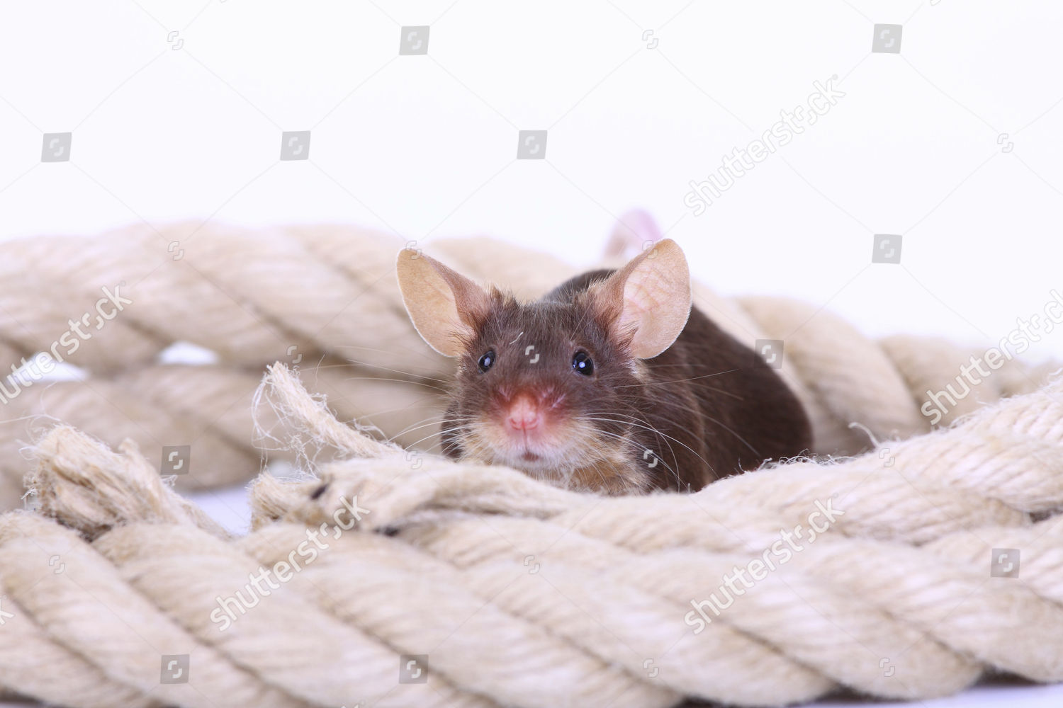 Fancy Mouse Domesticated Form House Mouse Editorial Stock Photo - Stock ...